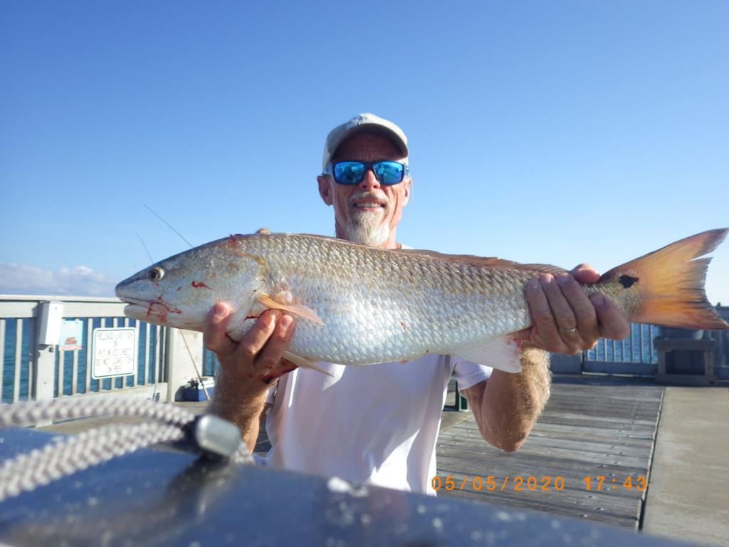 Manatees, Manta Rays, Mackerel and Mahi