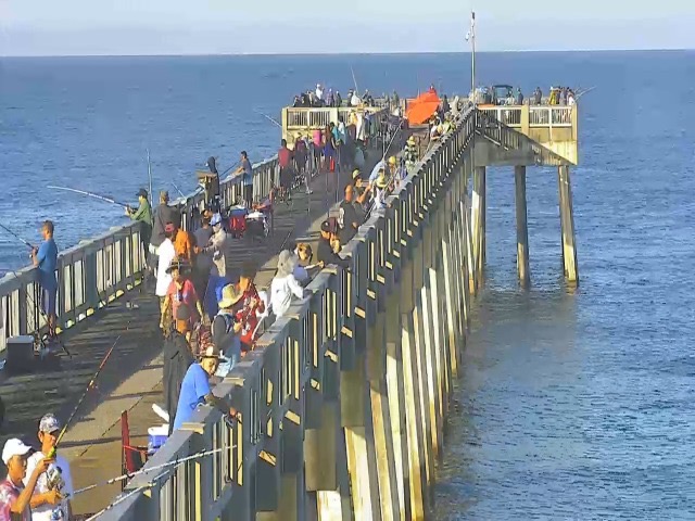 Maybe The Last Pier Cobia