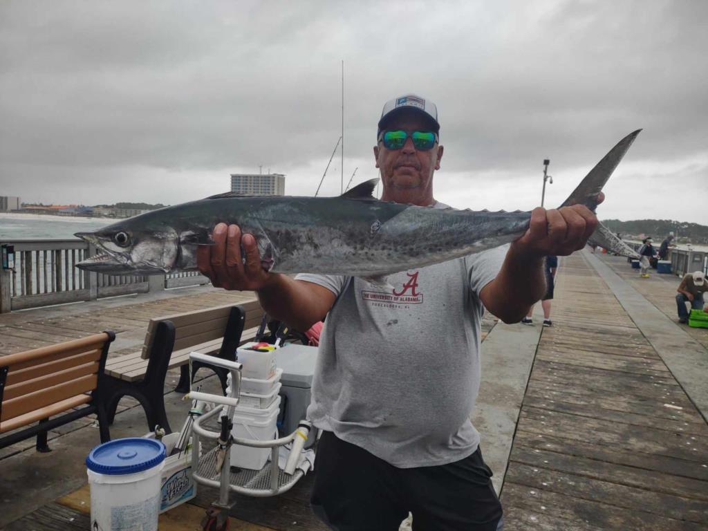 Small King Mackerel